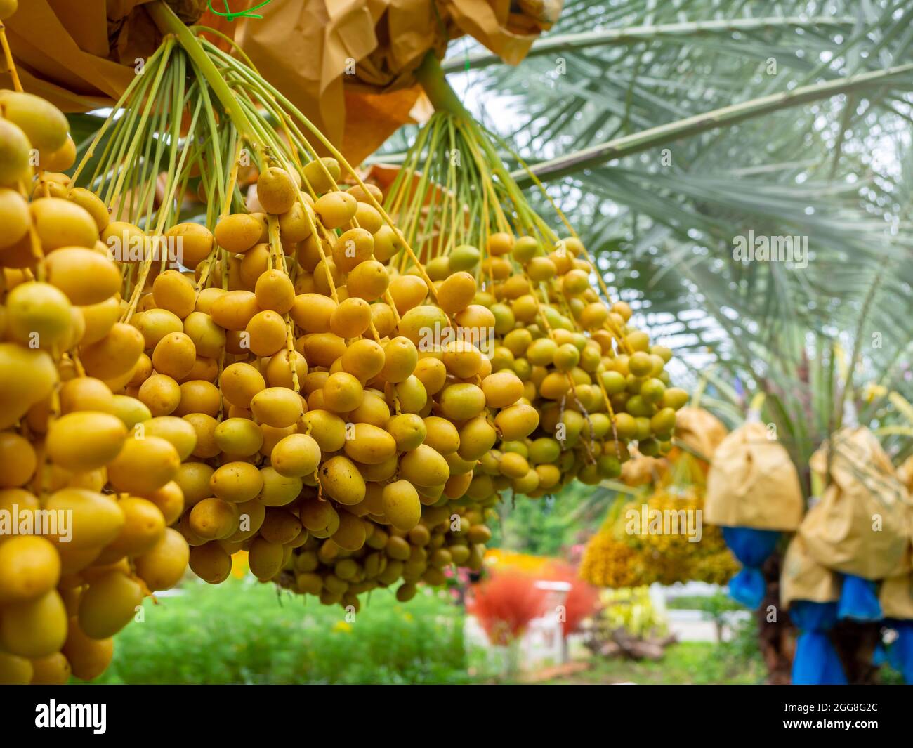 Dates on palm tree. Bunch of yellow dates on date palm in the farm ...