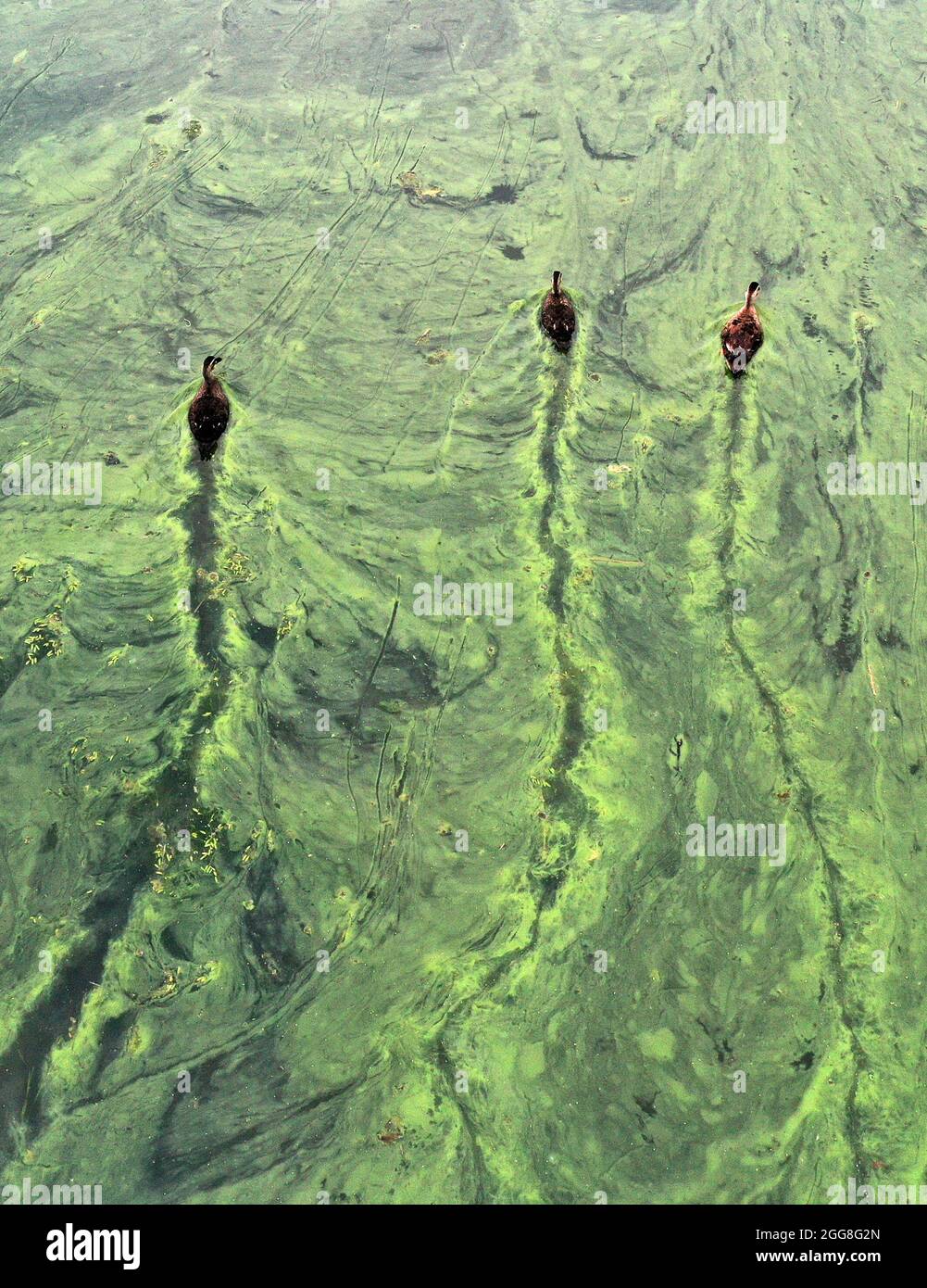 30th Aug, 2021. Green tides on lake Ducks swim on the green algae ...
