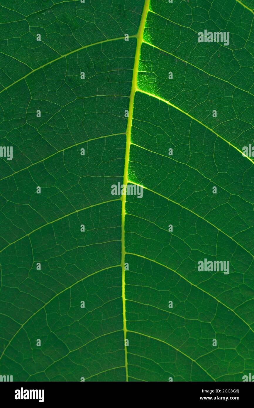 Big green leaf with light and shades texture. Natural green background ...