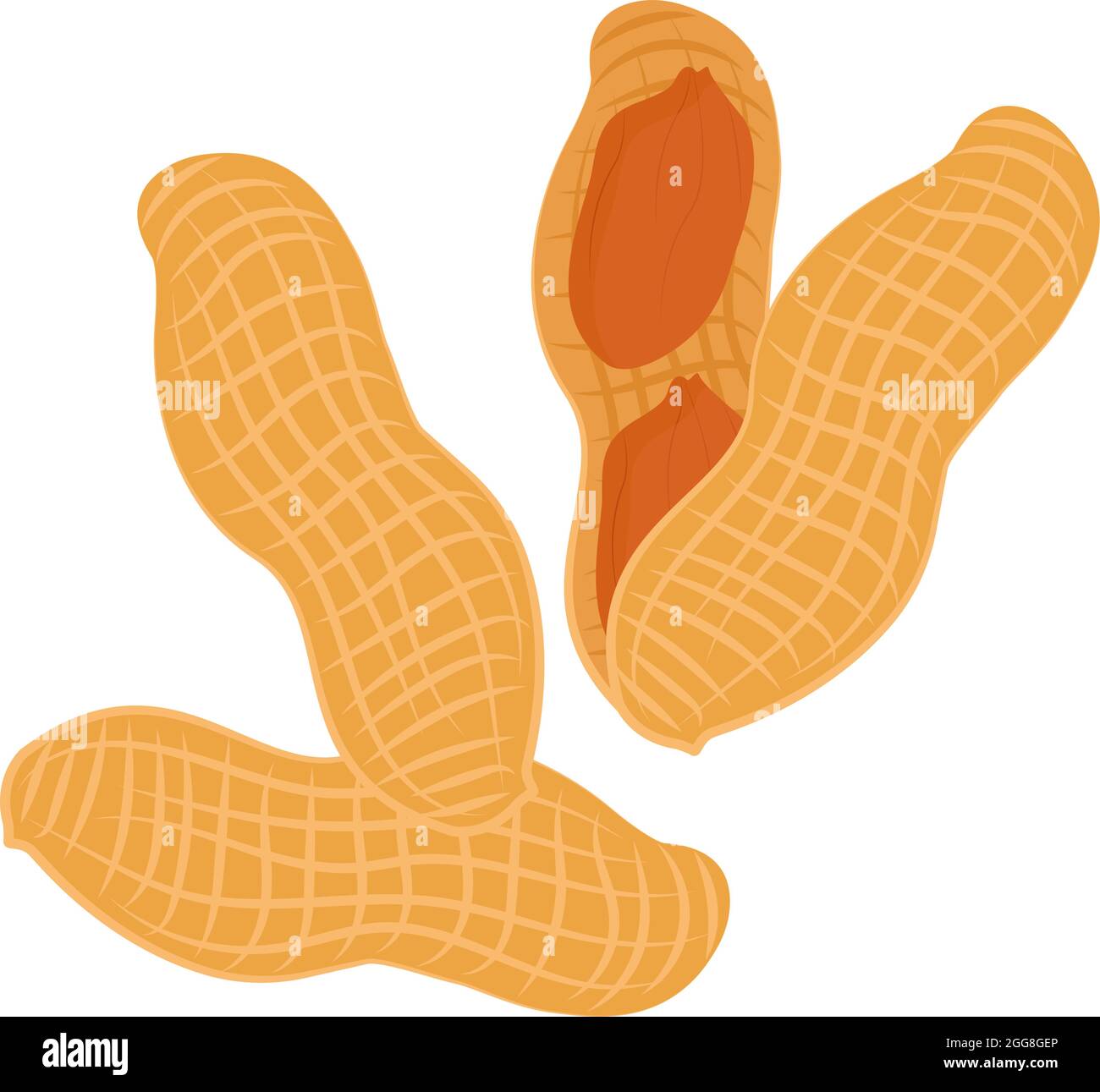 Peanuts in shell, illustration, vector on a white background Stock ...