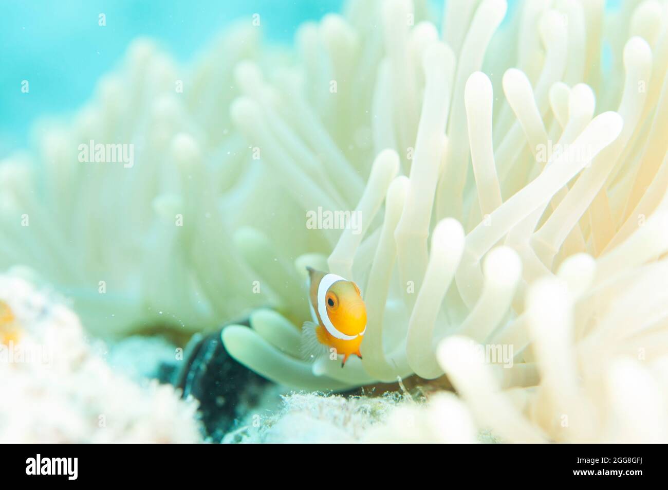 Red black anemonefish hi-res stock photography and images - Alamy