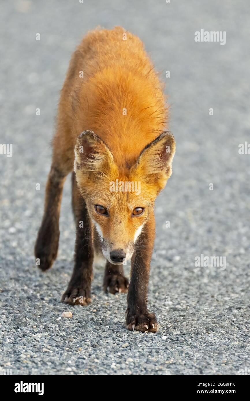 Red Fox Walking in the Road Stock Photo - Alamy