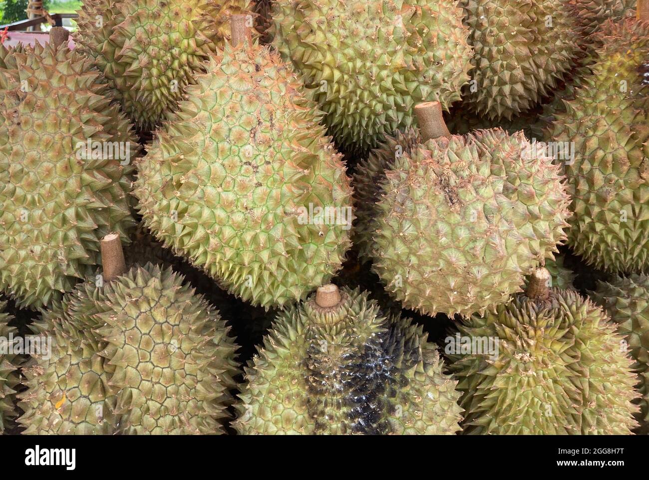 Durian Fruit Banned