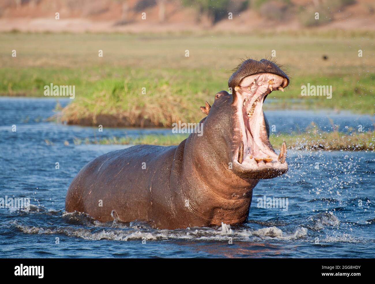 Africa Botswana angry hippopotamus Stock Photo - Alamy