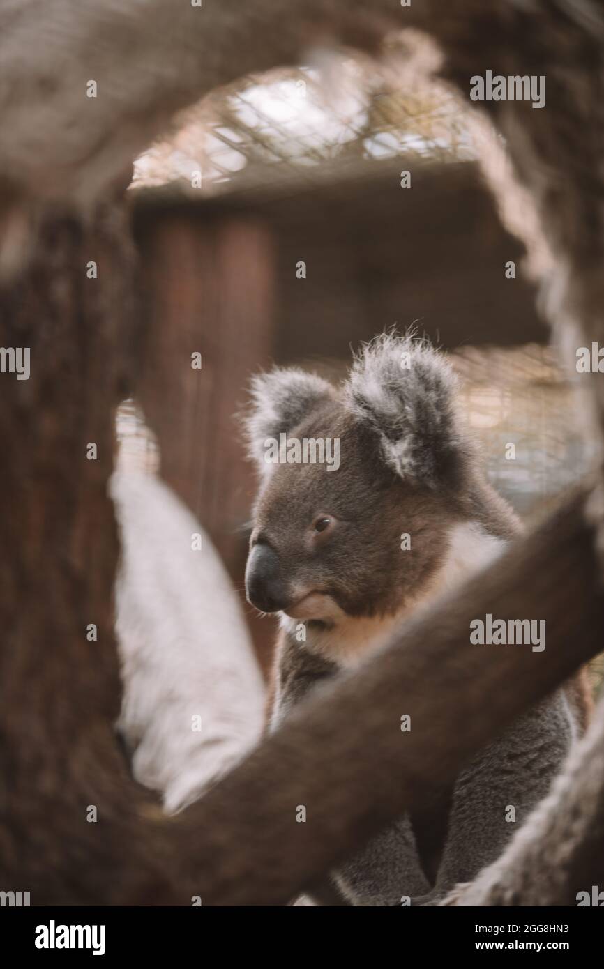 Australian native koala sitting in a tree Stock Photo - Alamy