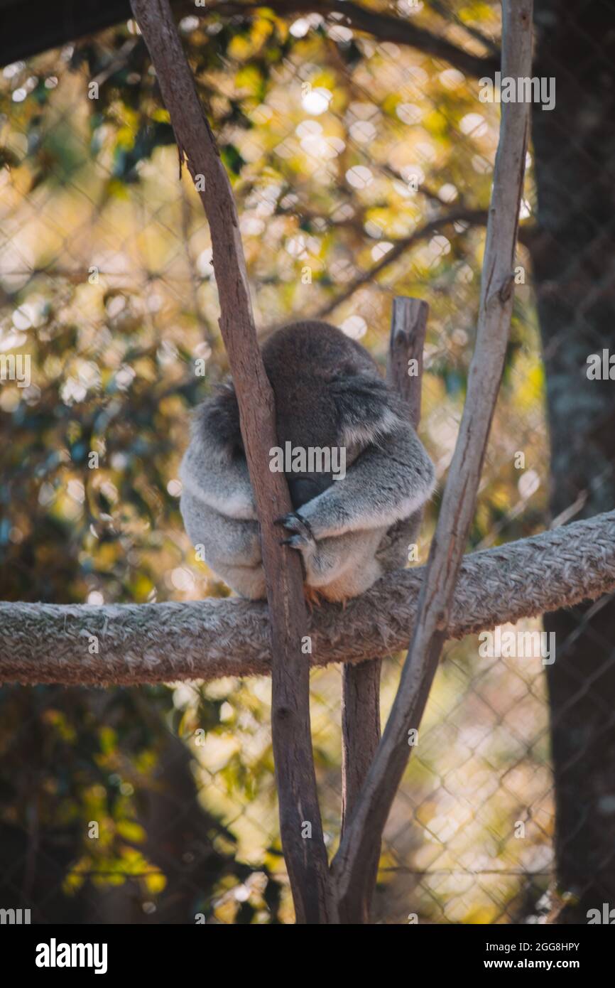 Australian native koala sitting in a tree Stock Photo - Alamy