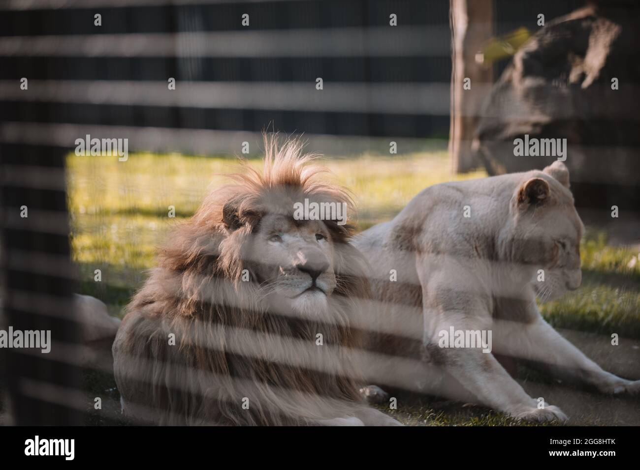 Big lion sitting in the zoo Stock Photo - Alamy