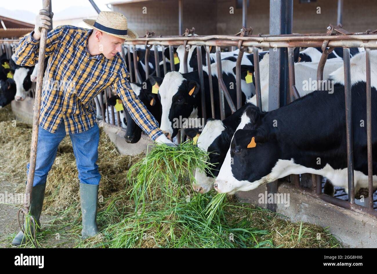 Confident farmer feeding cows with hay in cowshed of dairy farm Stock ...