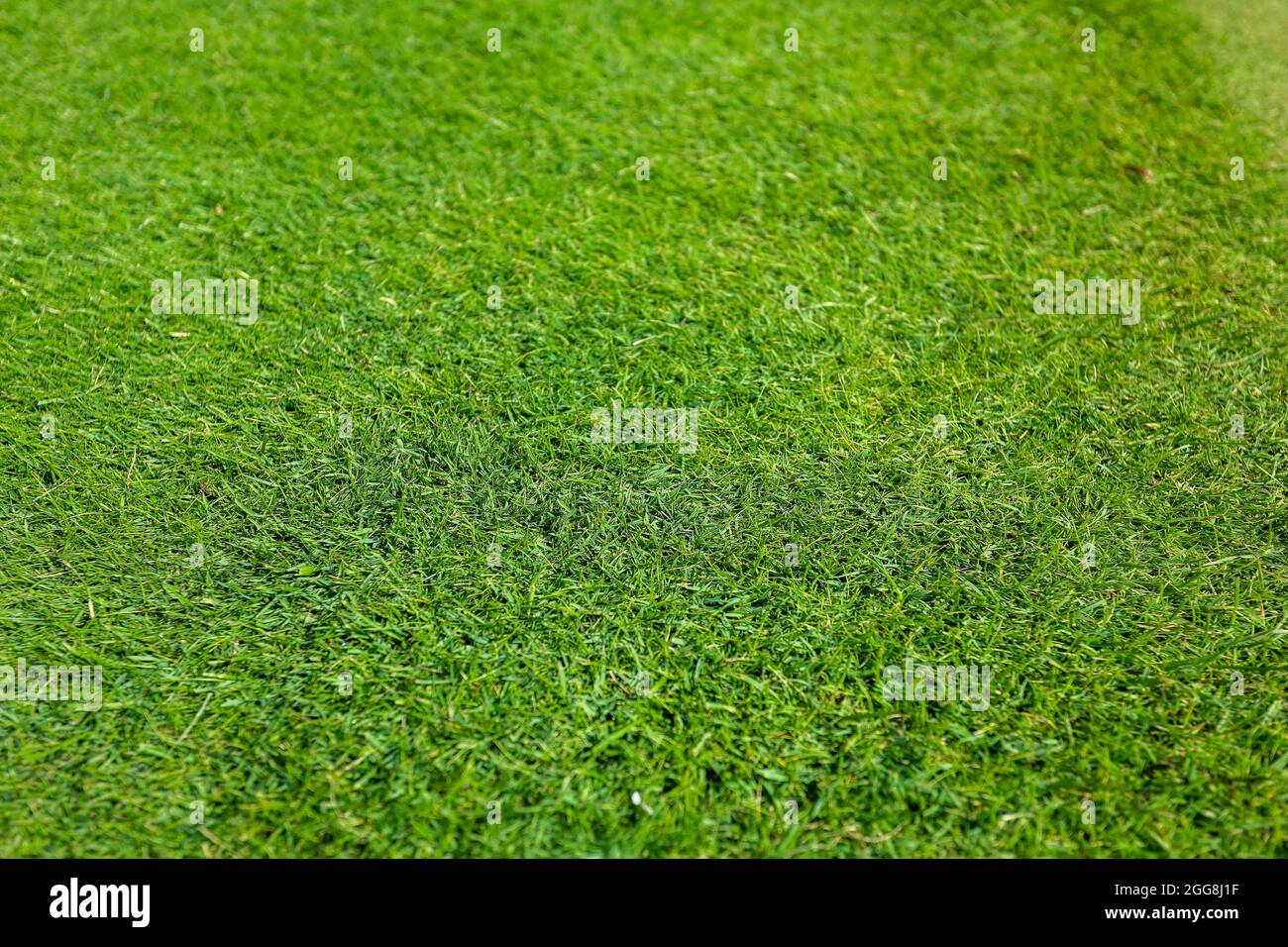high angle view of a green grass background. High quality photo Stock ...