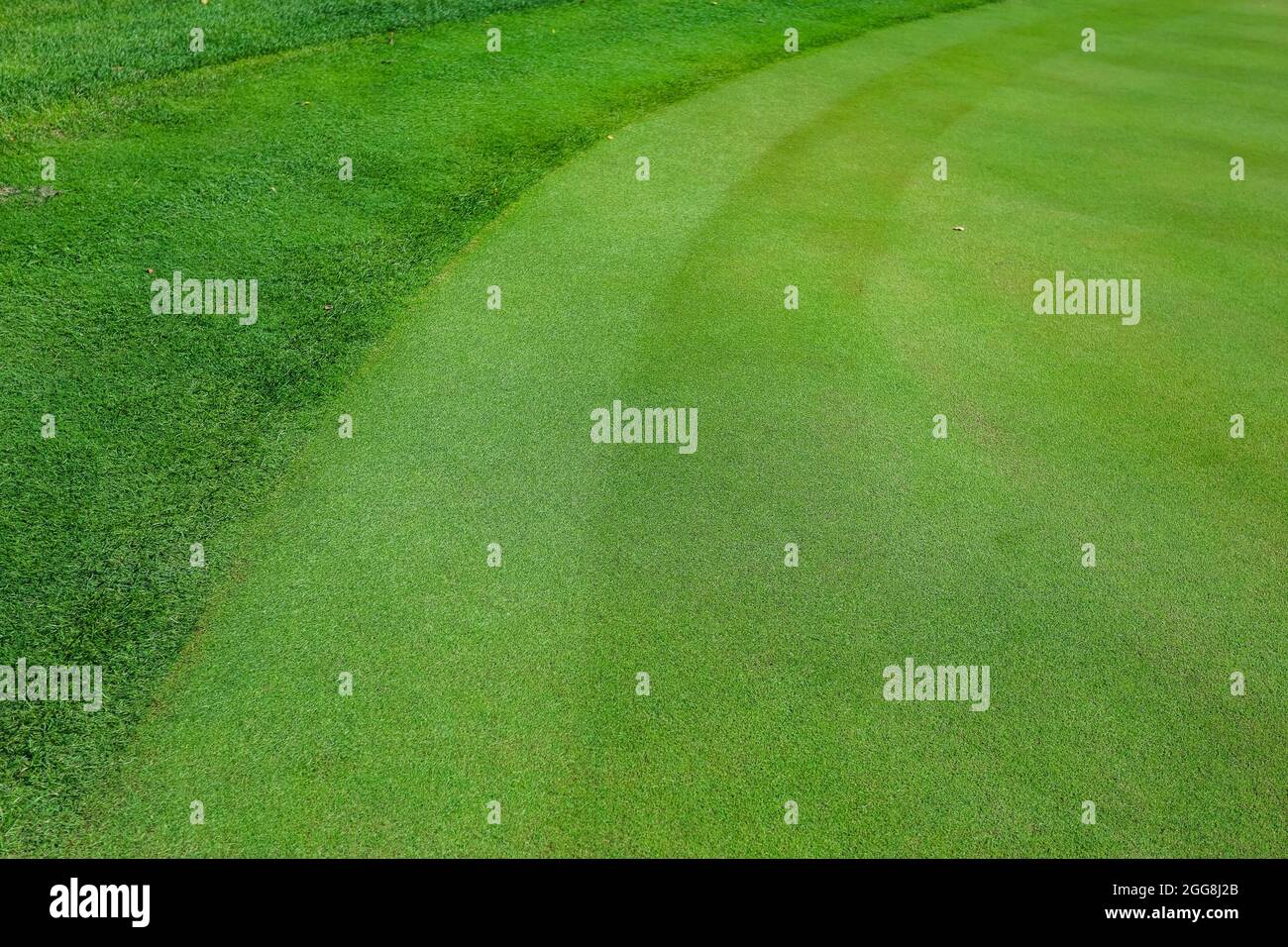 Natural grass in a golf field top view Stock Photo - Alamy