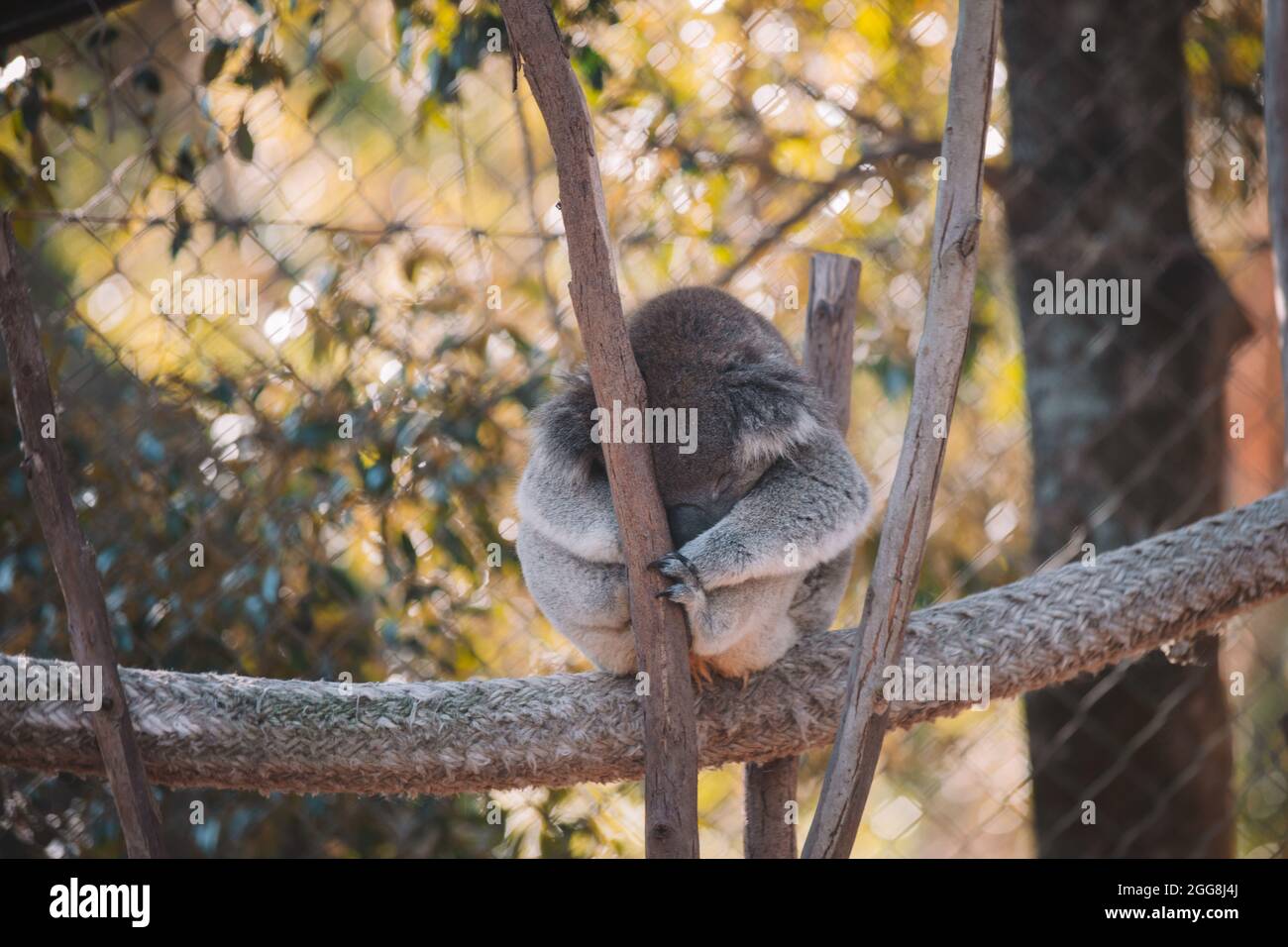 Australian native koala sitting in a tree Stock Photo - Alamy