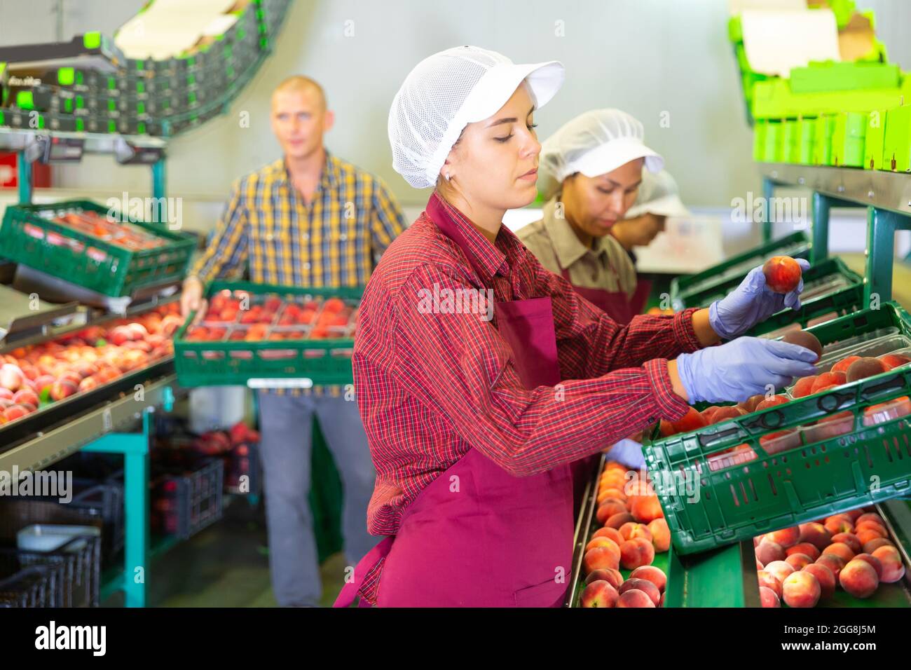Three women working in sorting room Stock Photo - Alamy