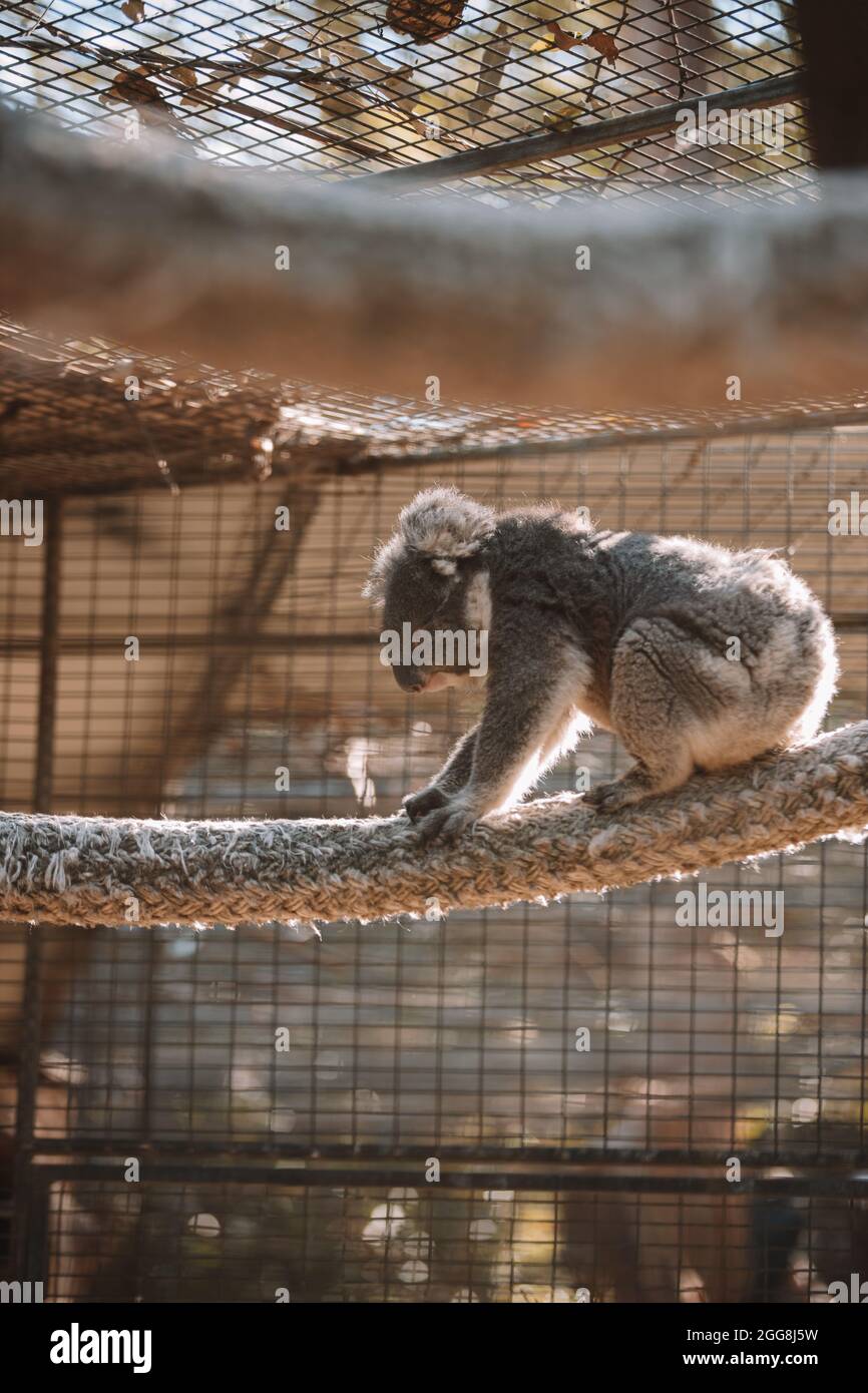 Australian native koala sitting in a tree Stock Photo - Alamy