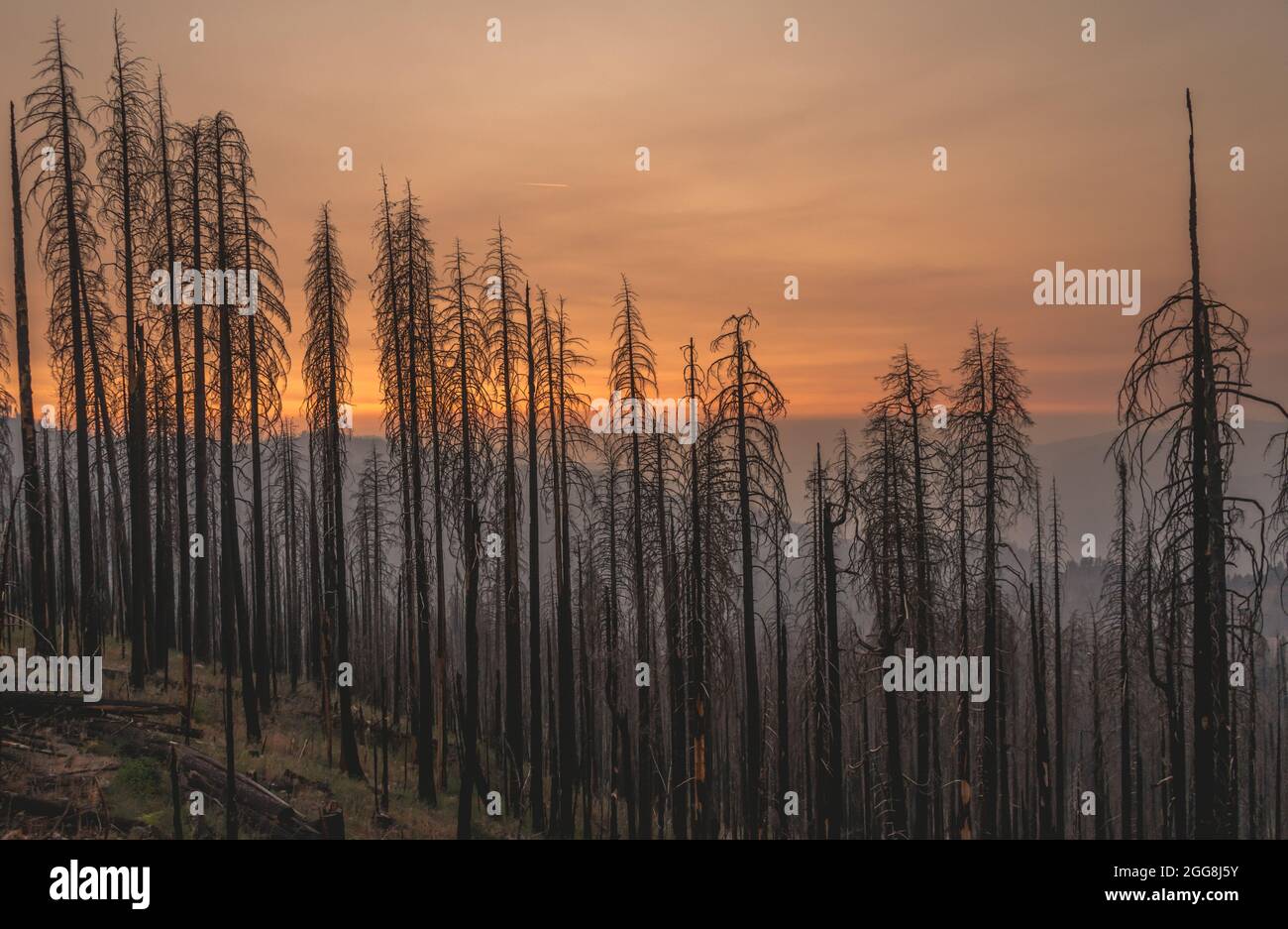 Burned trees in California after devastating wildfire Stock Photo - Alamy