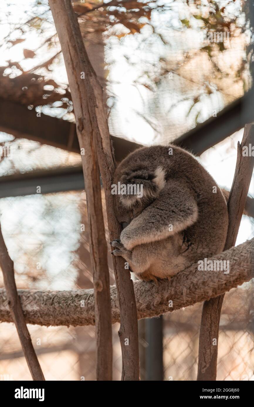 Australian native koala sitting in a tree Stock Photo - Alamy