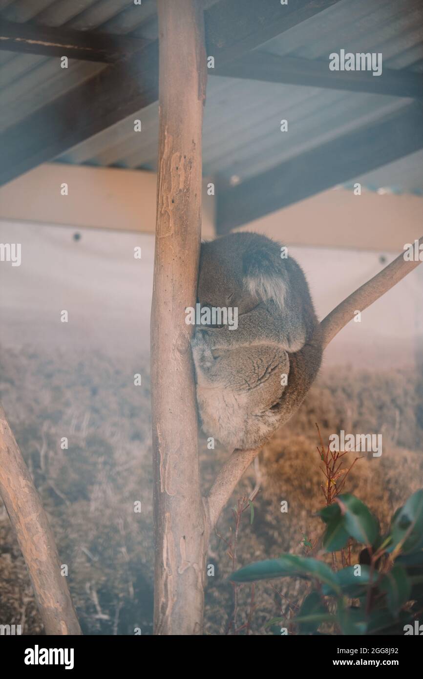 Australian native koala sitting in a tree Stock Photo - Alamy