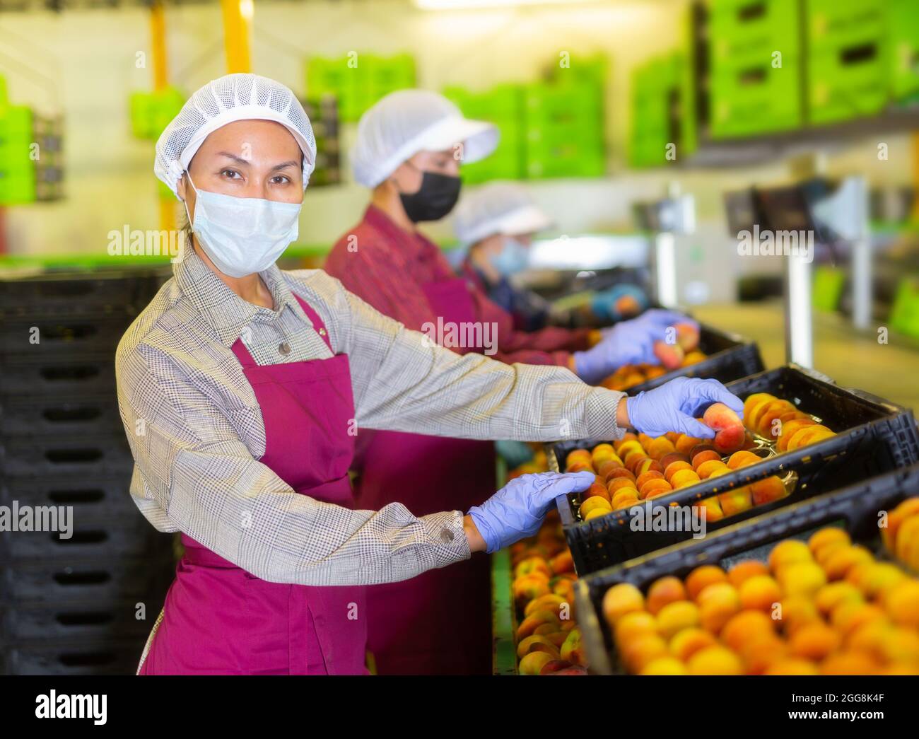 Three women in masks sorting peaches Stock Photo - Alamy