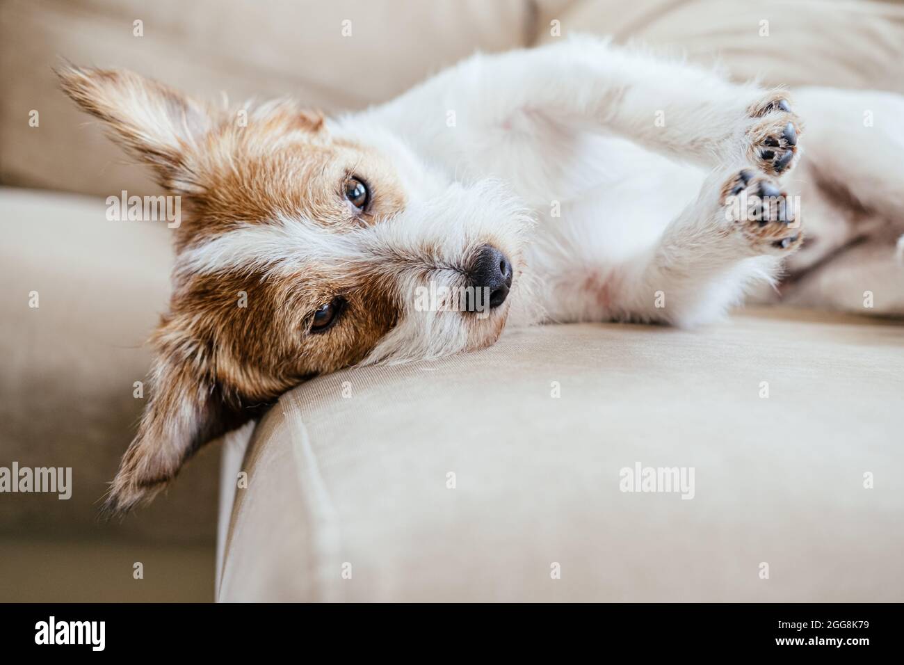 Purebred Jack Russell Terrier lying on the sofa and resting Stock Photo ...