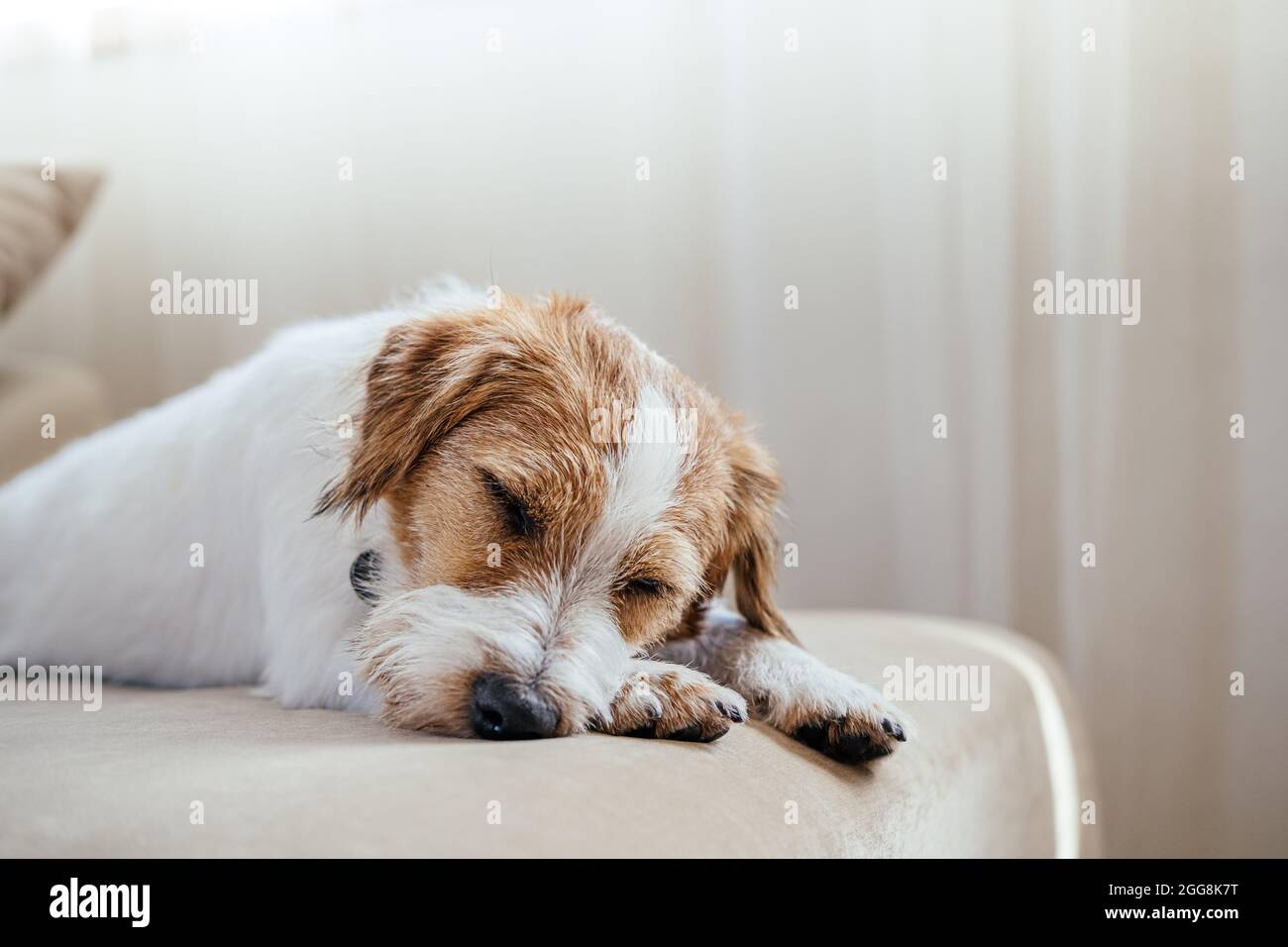 Purebred Jack Russell Terrier lying on the sofa and resting Stock Photo ...