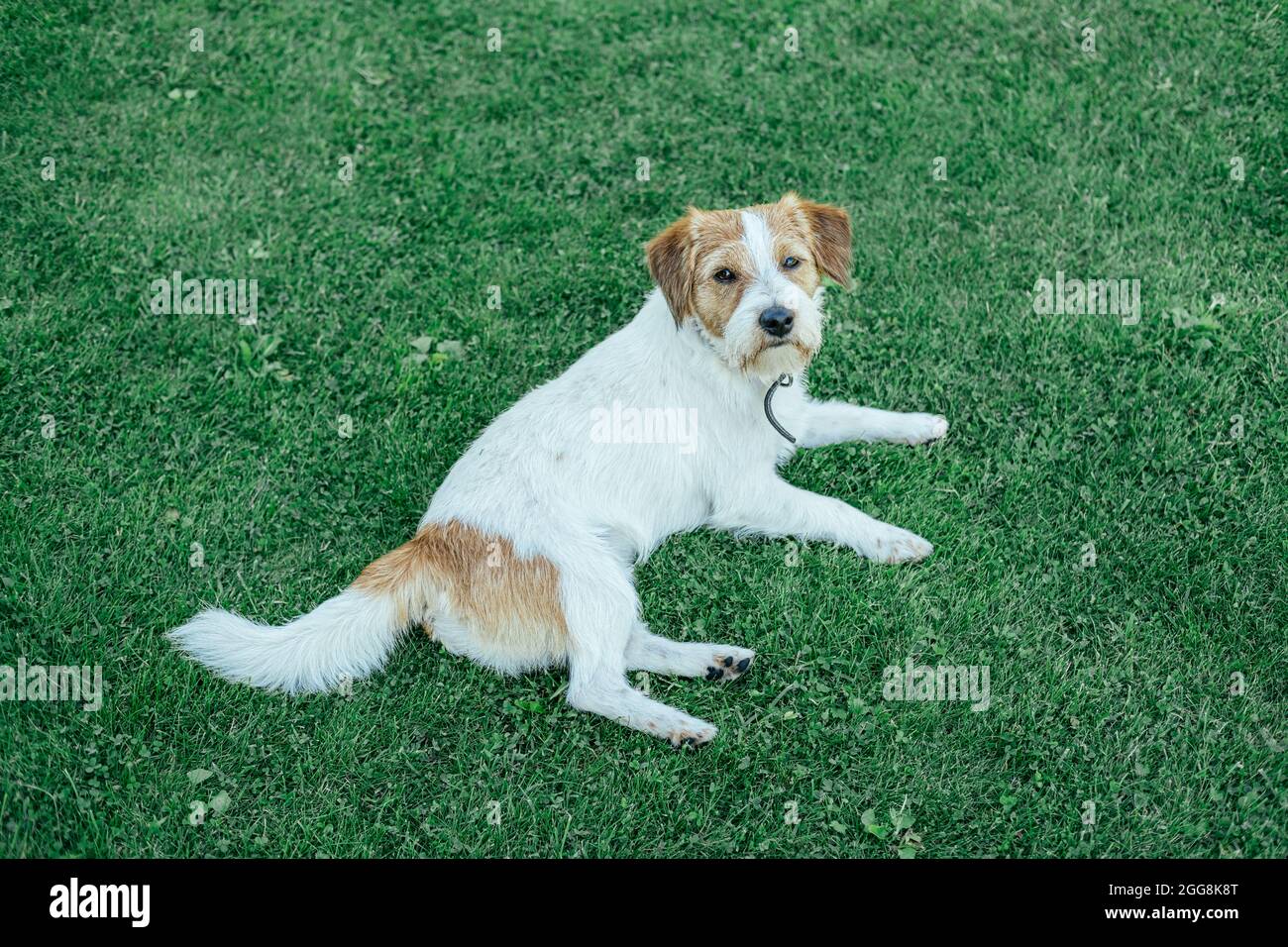 Jack russell terrier on couch hi-res stock photography and images - Alamy