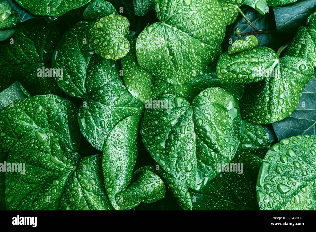 Texture of many fresh beautiful leaves with raindrops. Natural ...