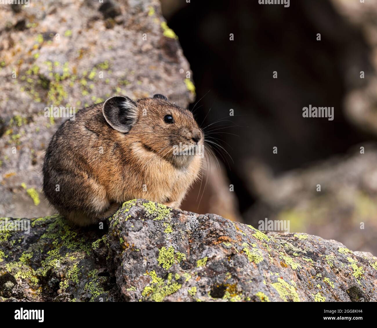 American pika rocky mountains colorado hi-res stock photography and ...