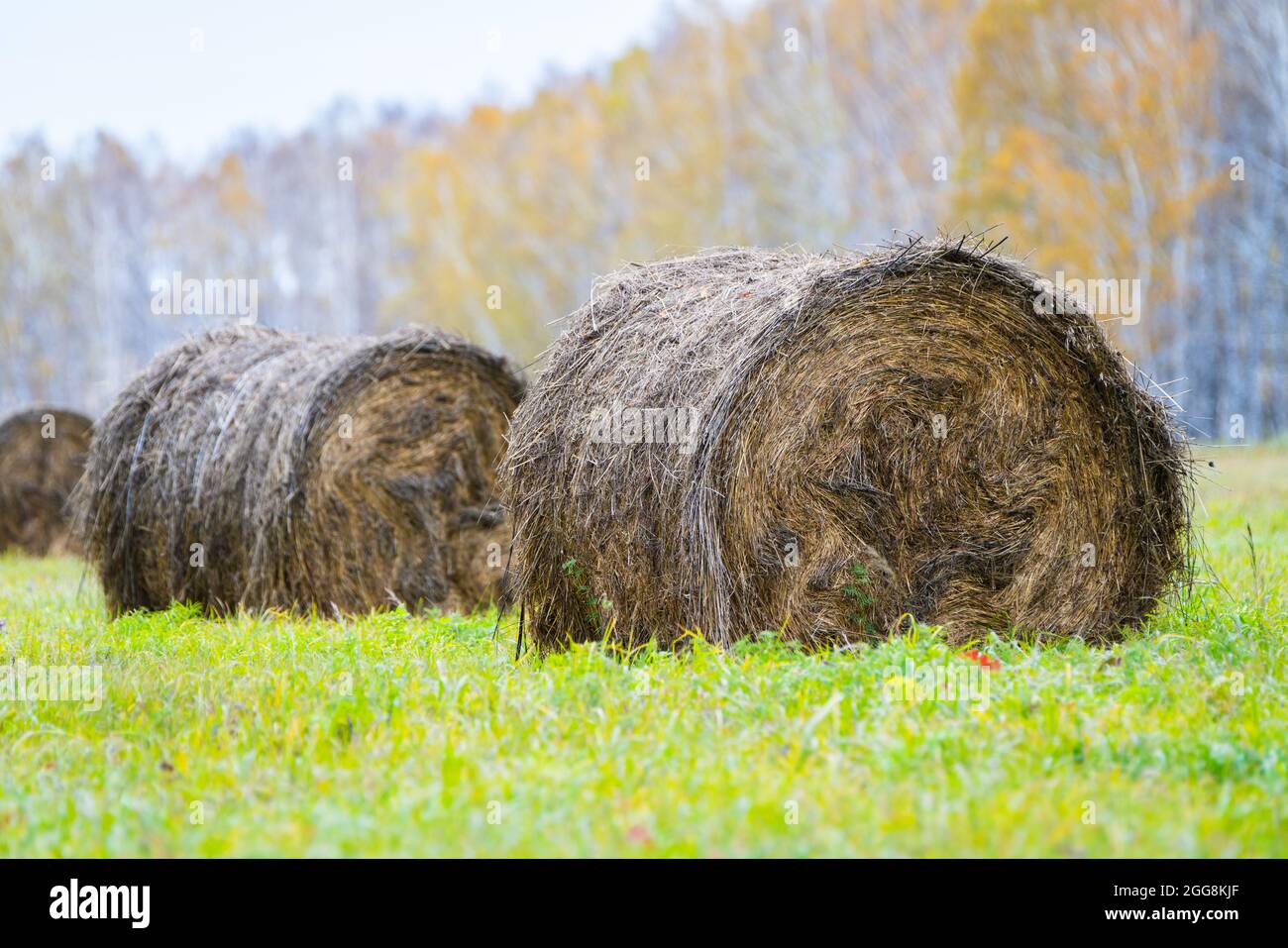 Beautiful autumn field with hay sheaves and dark stormy sky. Autumn ...