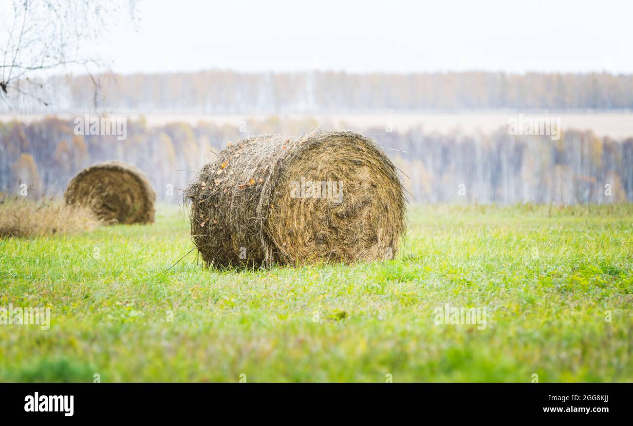 Beautiful autumn field with hay sheaves and dark stormy sky. Autumn ...