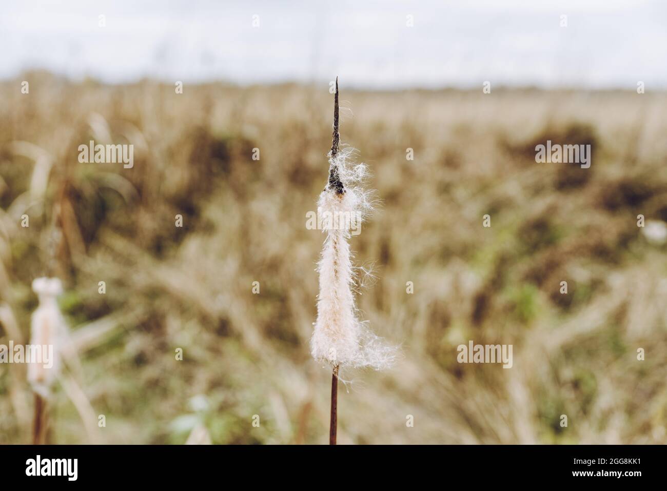 Swamp canes hi-res stock photography and images - Alamy