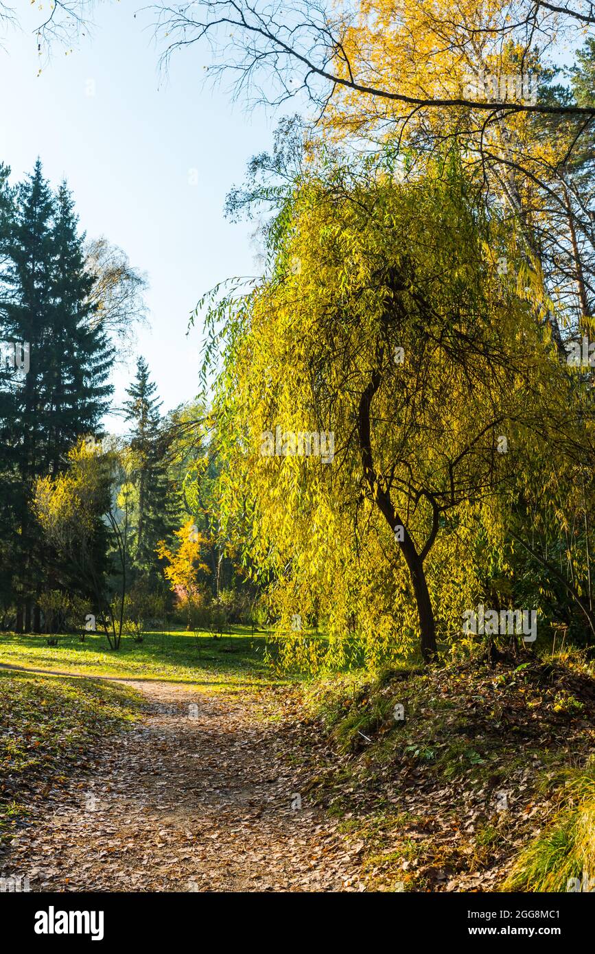 Park with different beautiful trees Stock Photo - Alamy