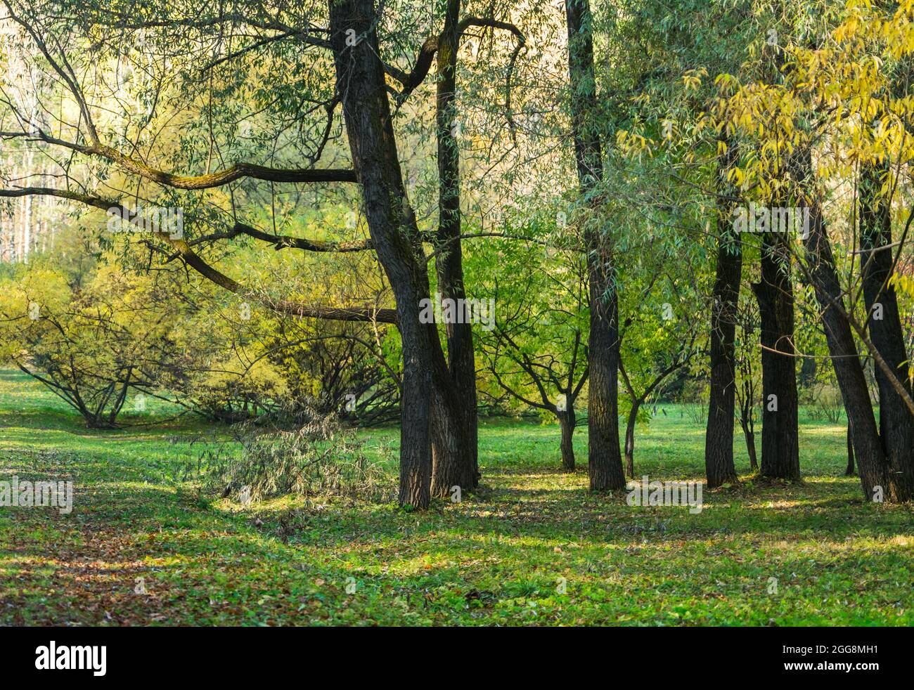 Park with different beautiful trees Stock Photo - Alamy
