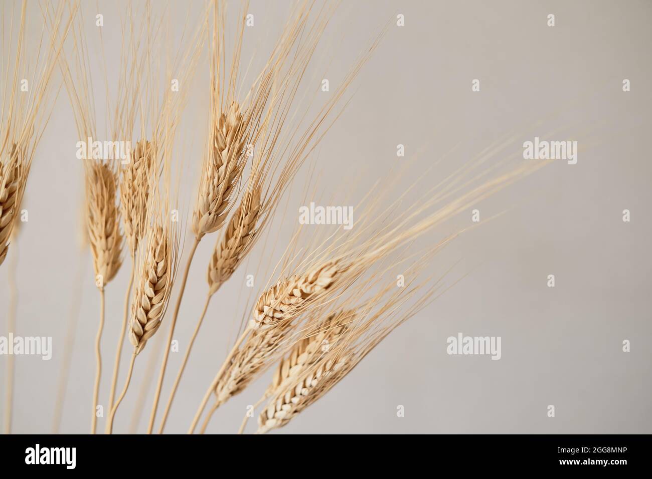 Spikelets of dry rye on a light background. Concept rich harvest. Close ...