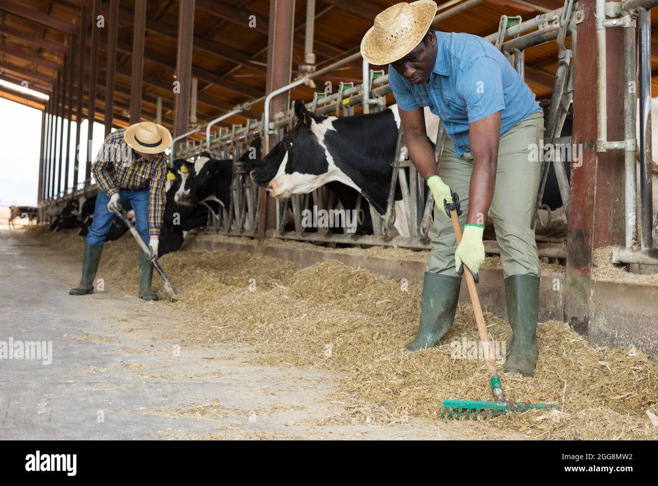 Hardworking african american man rakes hay into one pile Stock Photo ...