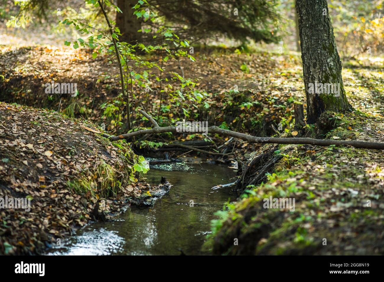 Brook (small river) in the green forest Stock Photo - Alamy