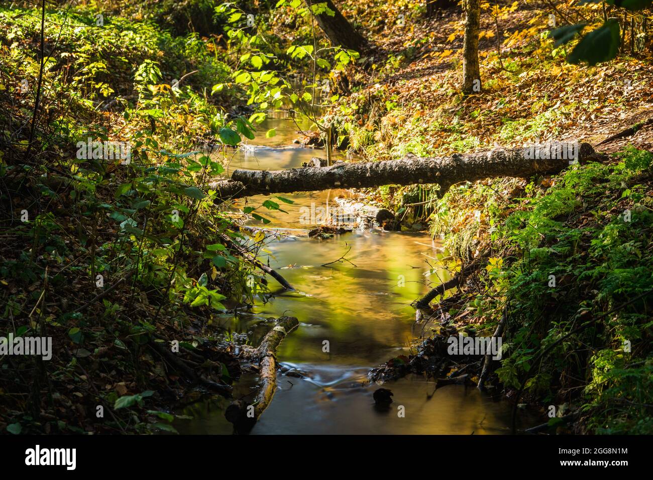 Brook (small river) in the green forest Stock Photo - Alamy
