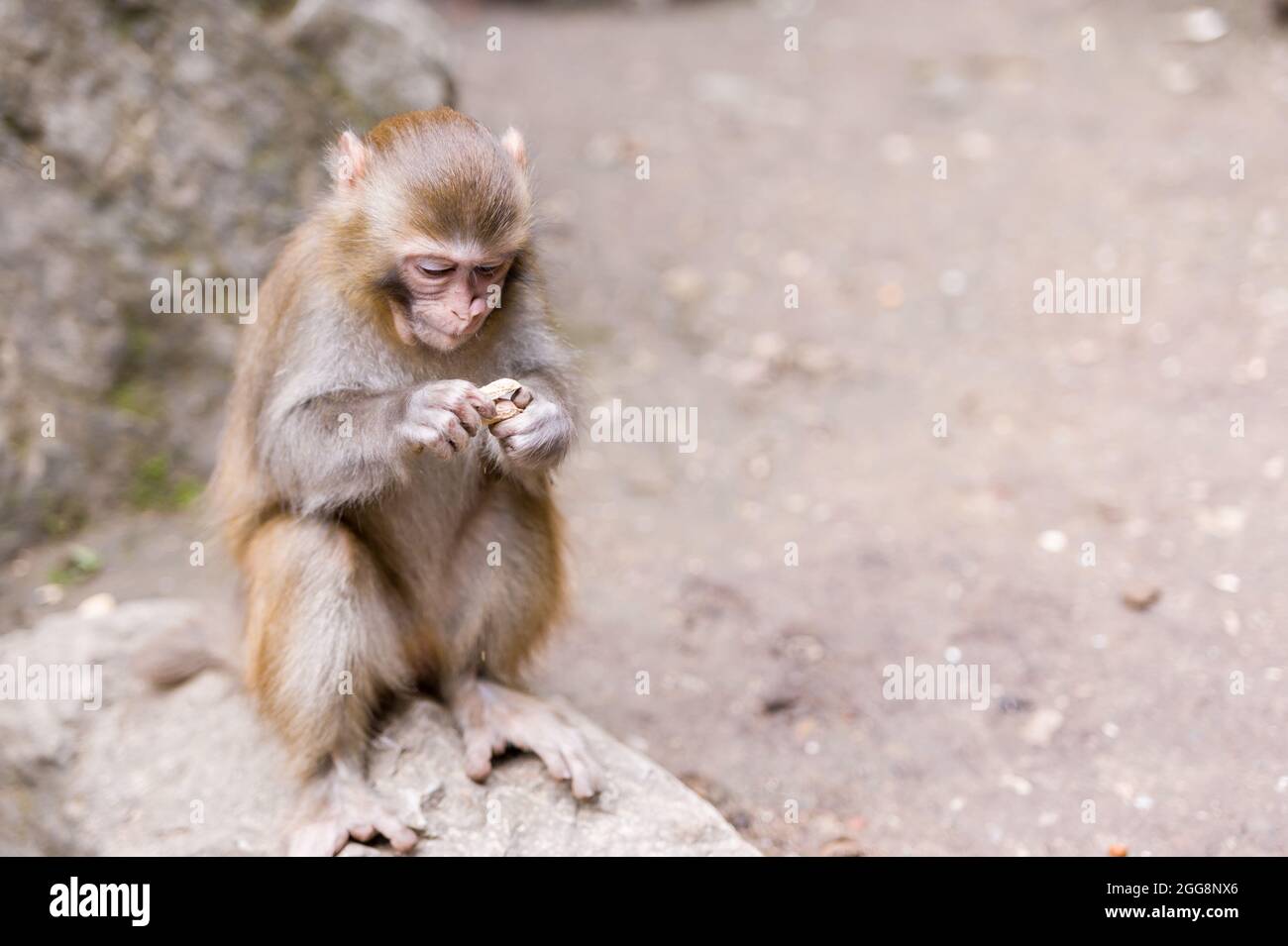 Feeding on peanuts hi-res stock photography and images - Alamy
