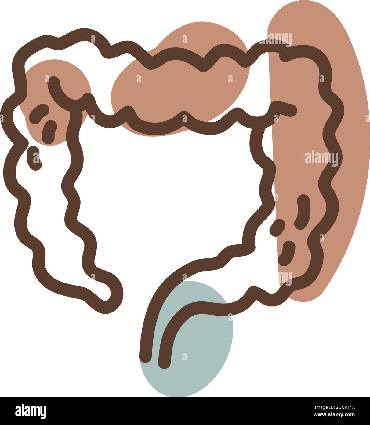 Human intestines, illustration, vector, on a white background Stock ...