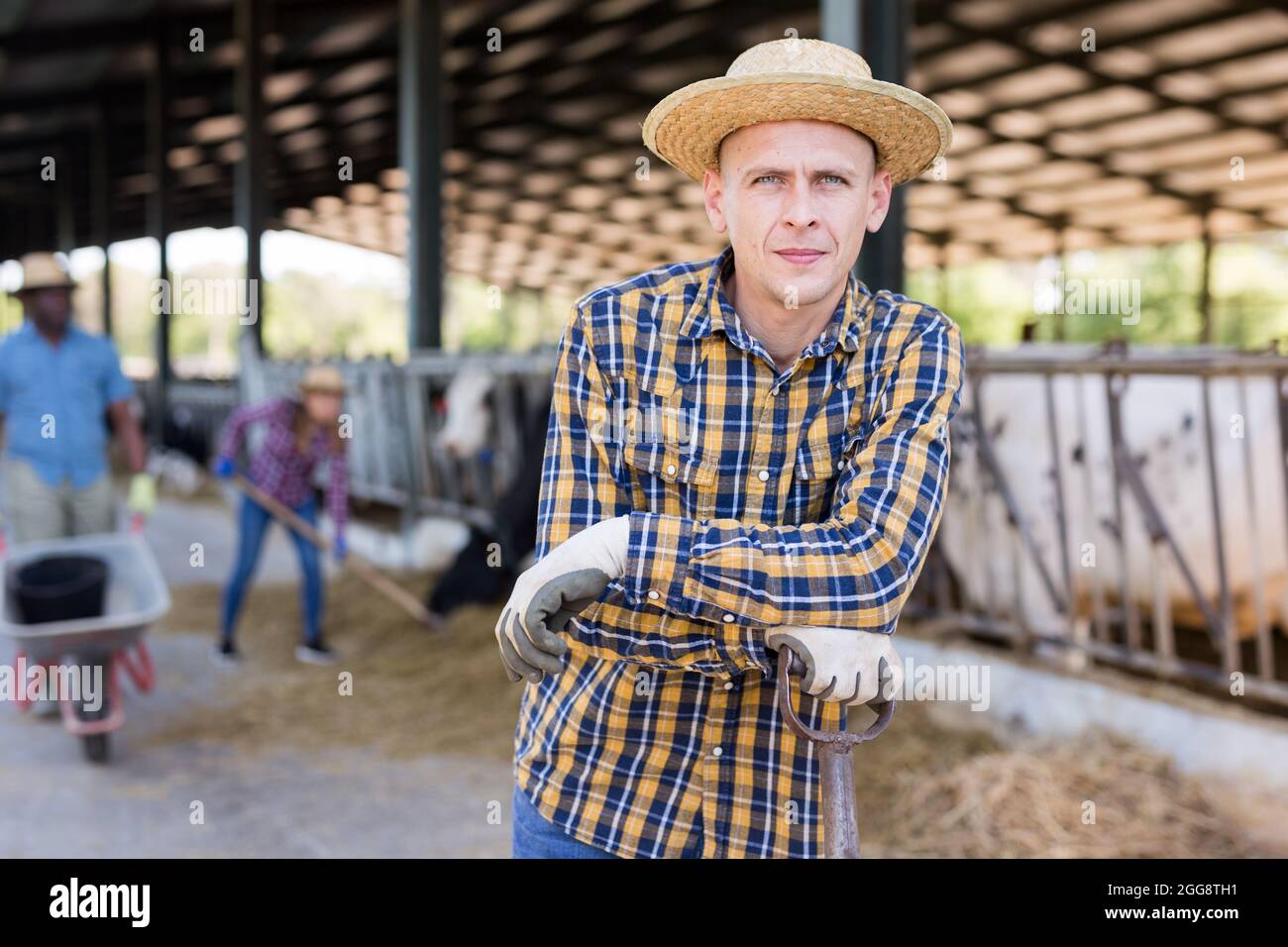 Confident owner of dairy farm standing on background with cows in stall ...