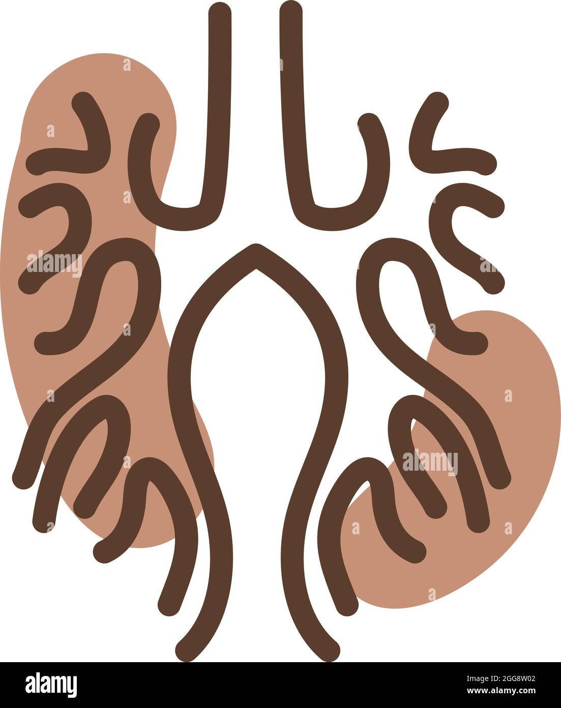Human nerves, illustration, vector, on a white background Stock Vector ...