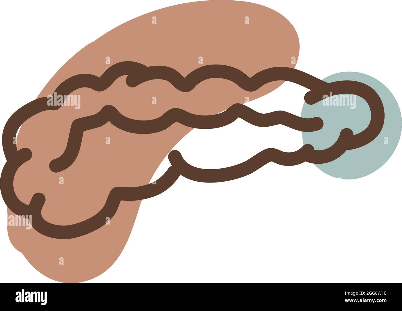 Human colon, illustration, vector, on a white background Stock Vector ...