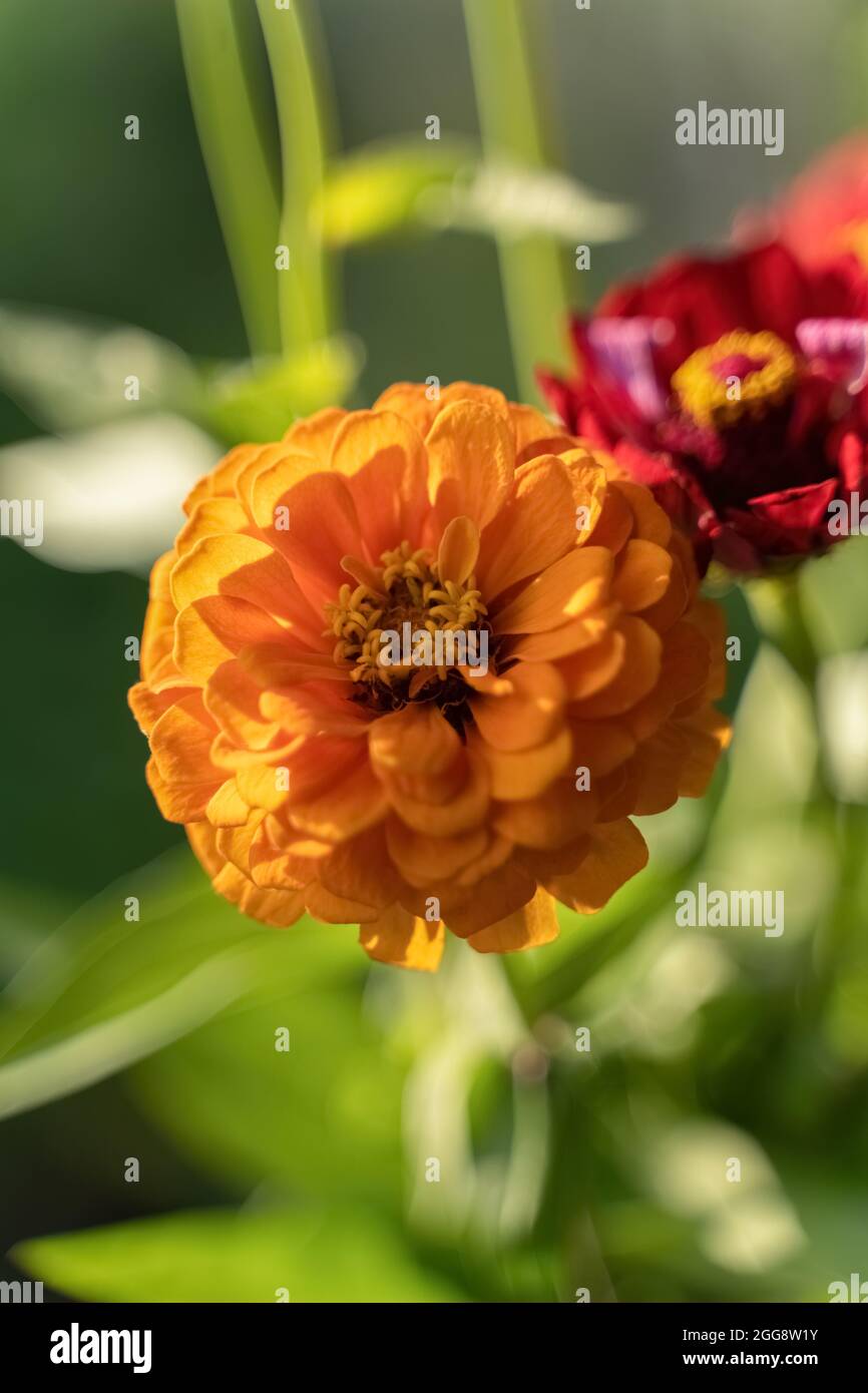 Zinnia Elegans native Mexican flowers growing in Australian garden ...
