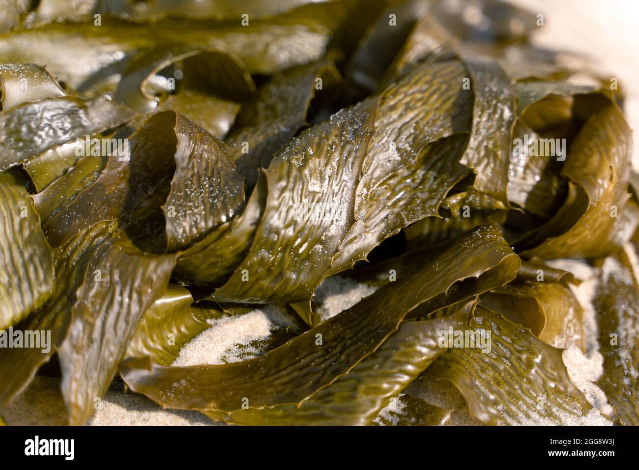 Seaweed washed up on beach i Pottsville NSW, Australia Stock Photo - Alamy