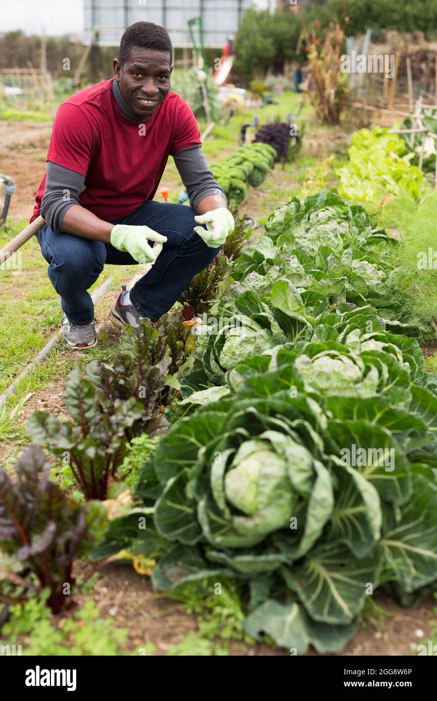 African man controlling growing cabbage Stock Photo - Alamy