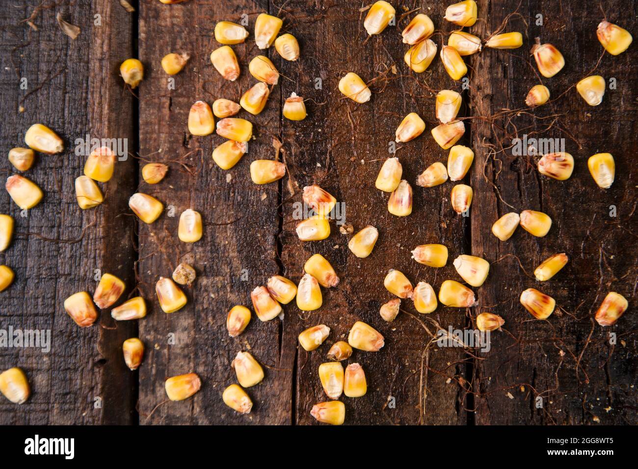 Representation of dried corn kernels ready for grinding Stock Photo - Alamy