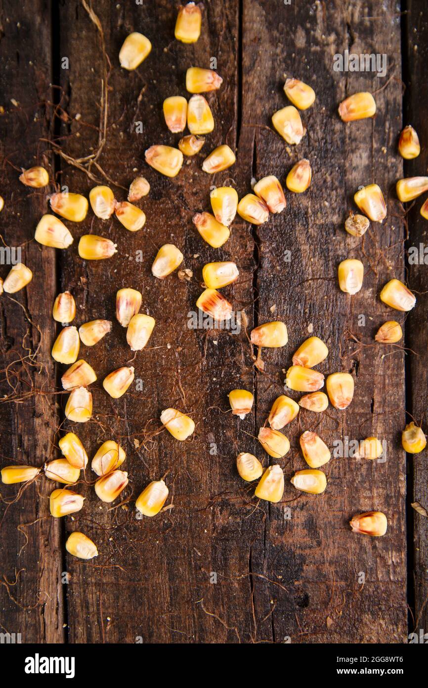 Representation of dried corn kernels ready for grinding Stock Photo - Alamy