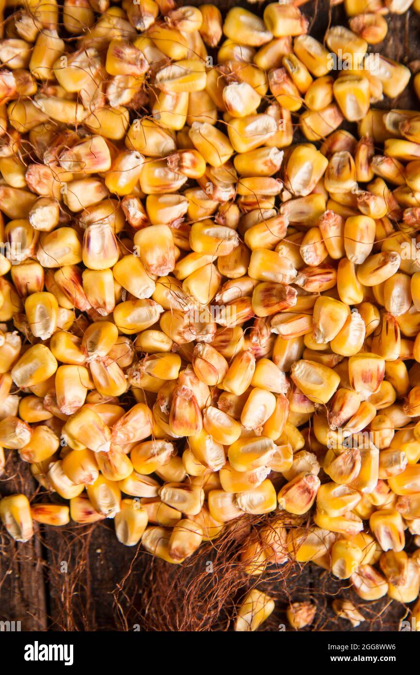 Representation of dried corn kernels ready for grinding Stock Photo - Alamy