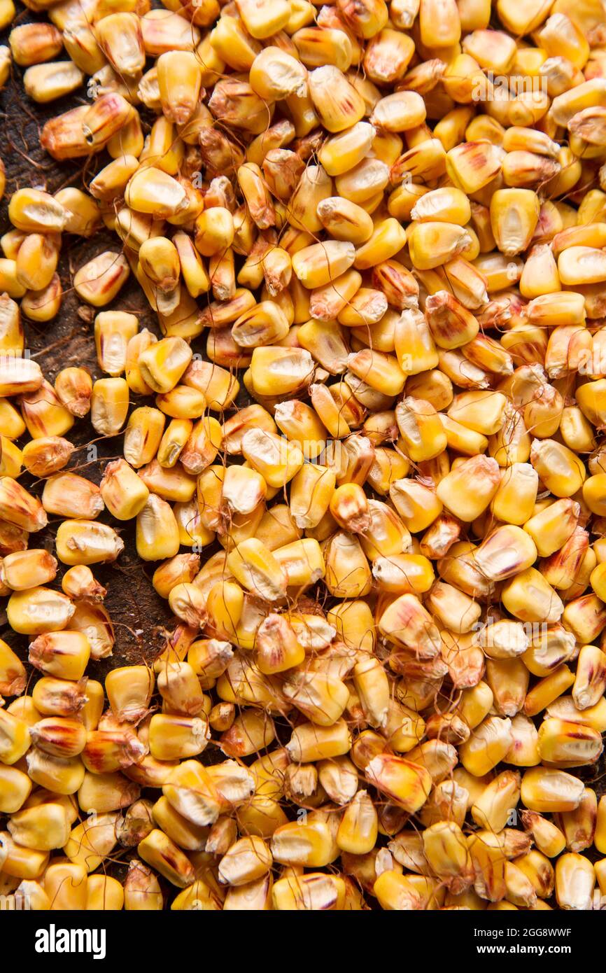 Representation of dried corn kernels ready for grinding Stock Photo - Alamy