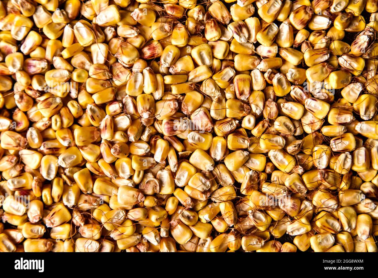 Representation of dried corn kernels ready for grinding Stock Photo - Alamy