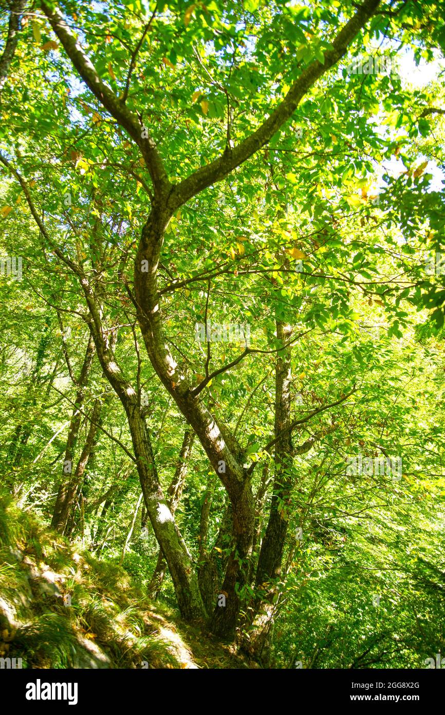 Beech tree trunk leaf inside hi-res stock photography and images - Alamy