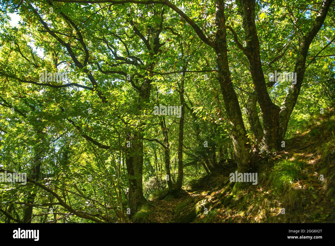 Beech tree trunk leaf inside hi-res stock photography and images - Alamy